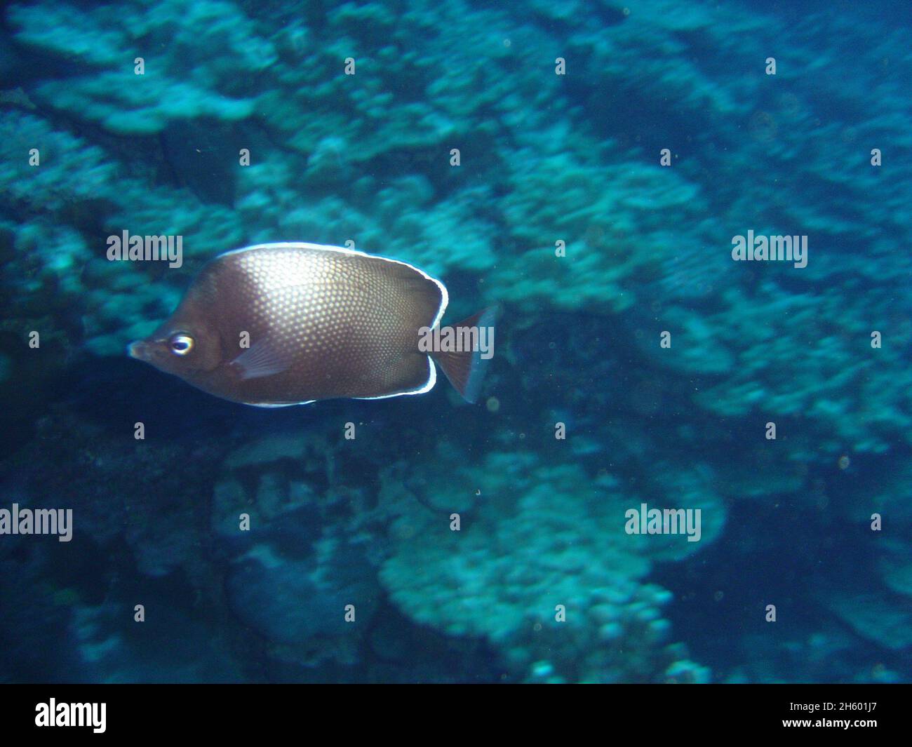 Easter Island butterflyfish Stock Photo - Alamy