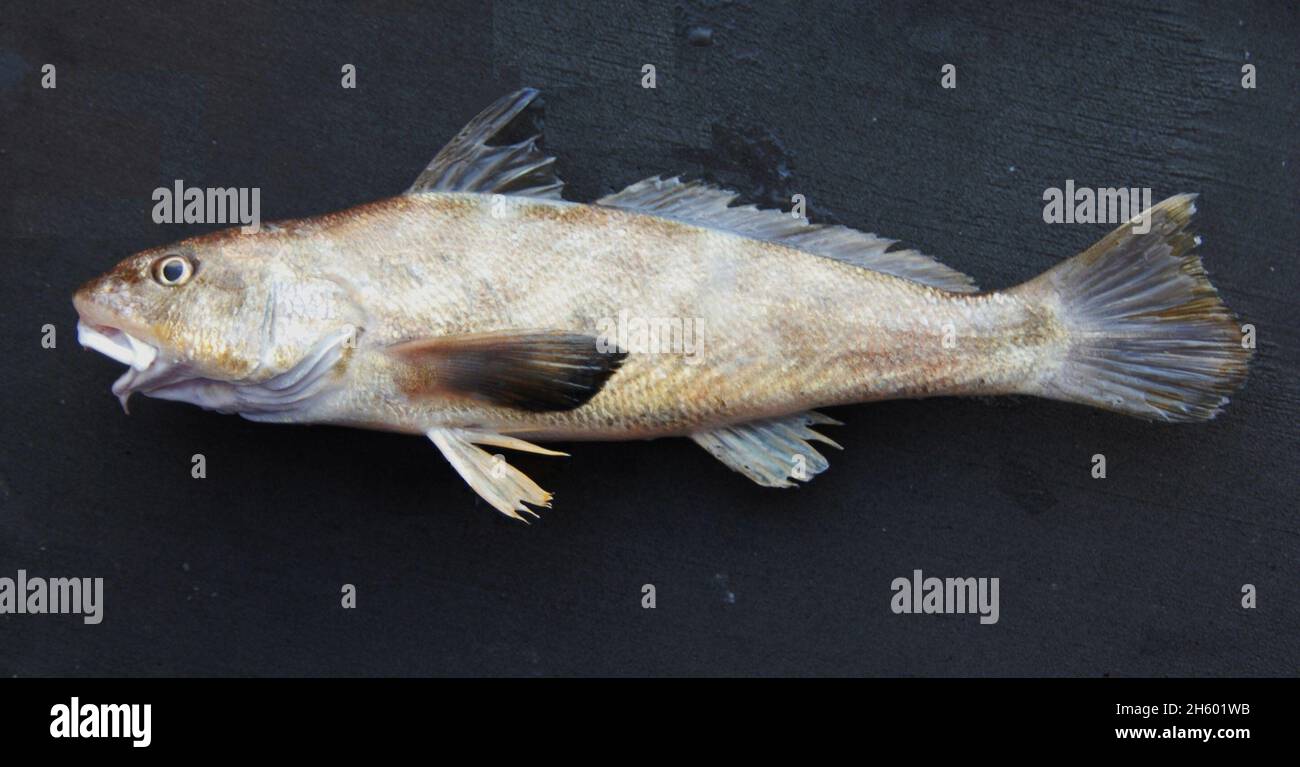 Menticirrhus Americanus High Resolution Stock Photography and Images ...