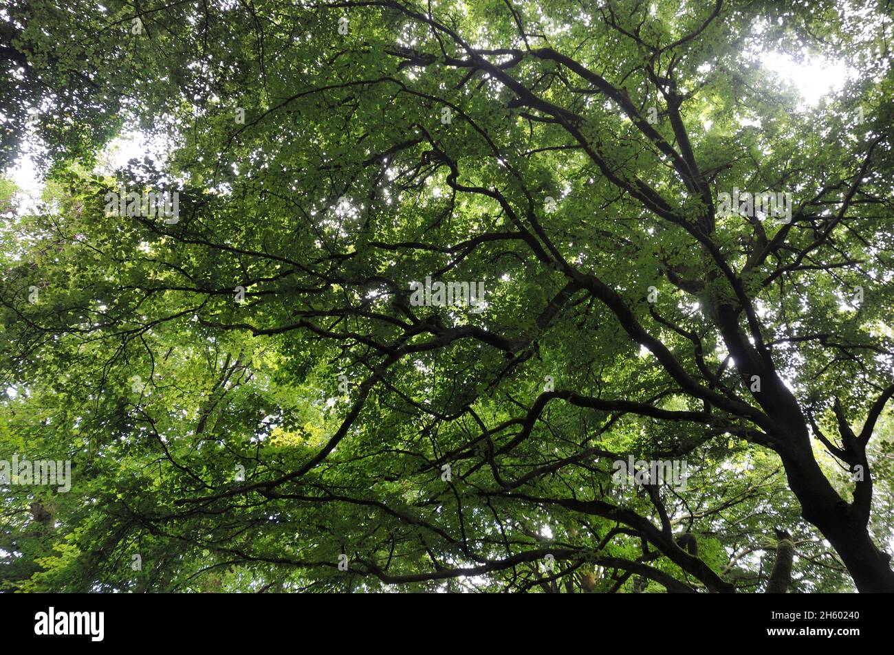 Trees at summer in France Stock Photo - Alamy