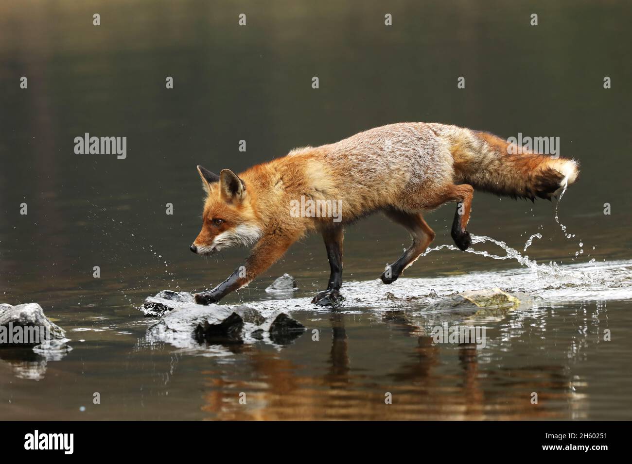Red fox (Vulpes vulpes) catching fish in pond. Action scene in nature ...