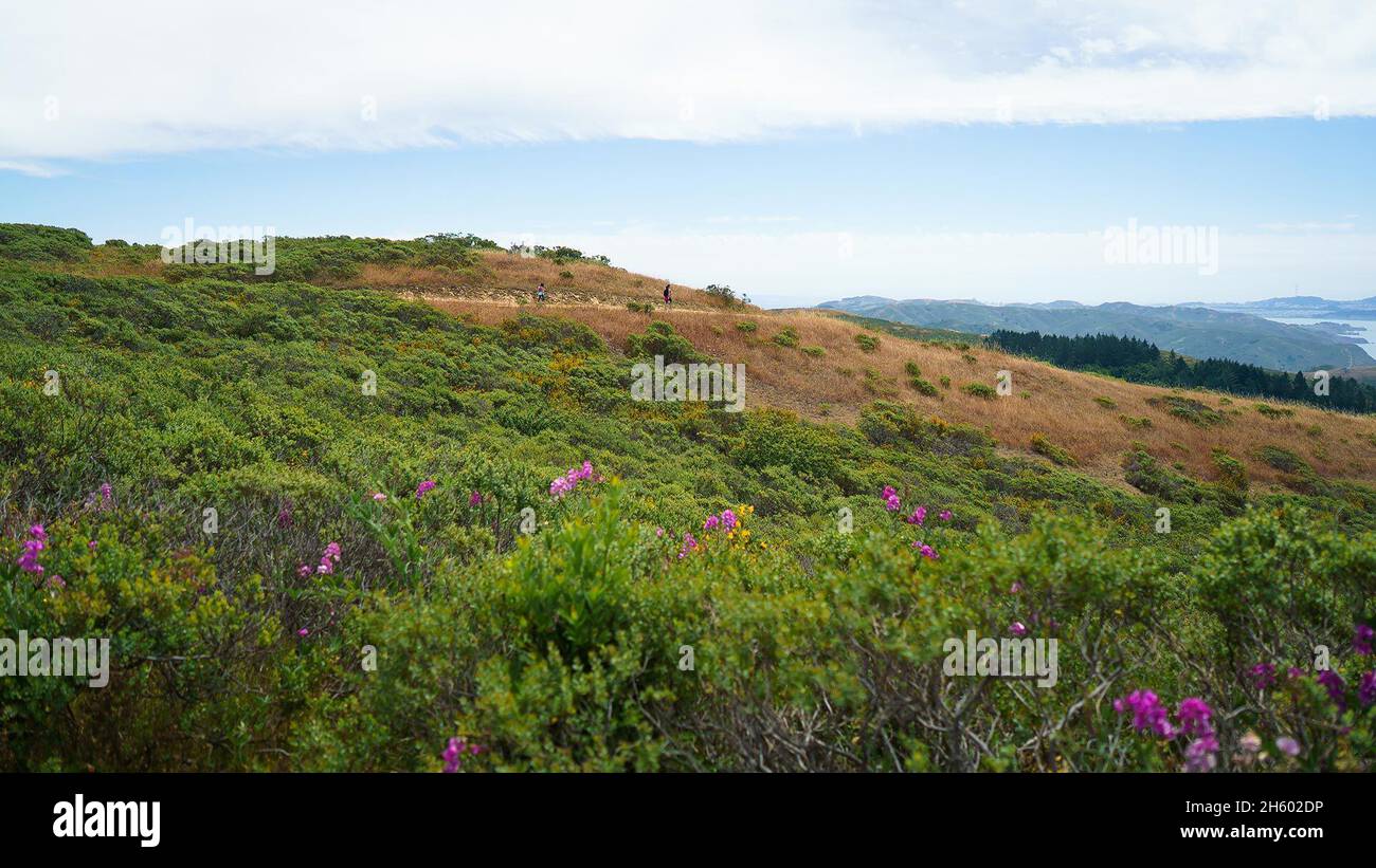 Mount Tamalpais State Park in California ca. 2016 Stock Photo - Alamy