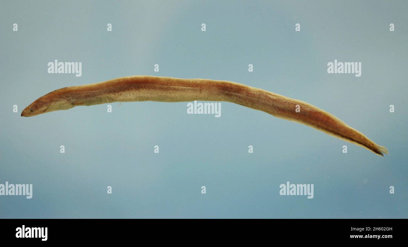 Shortbelly eel hi-res stock photography and images - Alamy