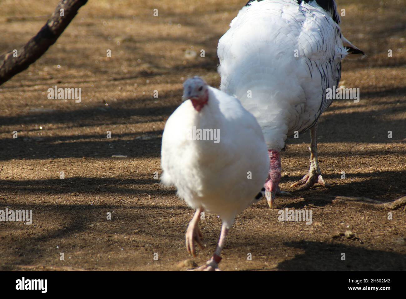 White turkeys hi-res stock photography and images - Alamy