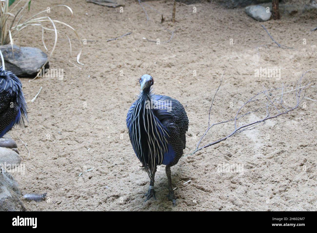African guinea fowl on a farm Stock Photo - Alamy