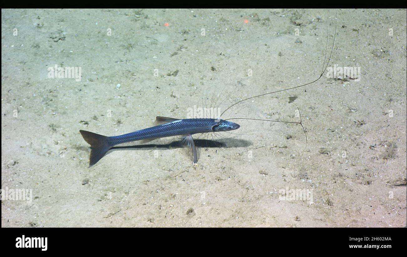 Fish facing right hi-res stock photography and images - Alamy