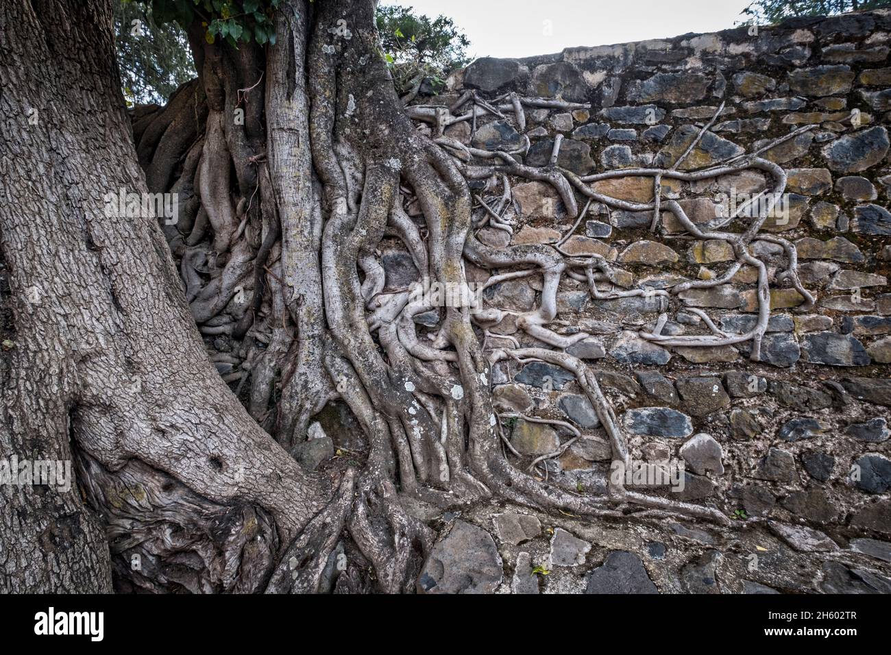 Fasiladas' Bath in Gondar, Ethiopia, Africa Stock Photo - Alamy
