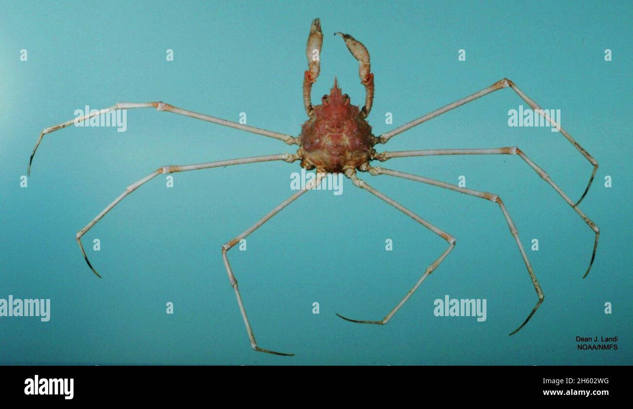Dartnose pear crab ( Pyromaia cuspidata ) from gulf of Mexico Stock ...