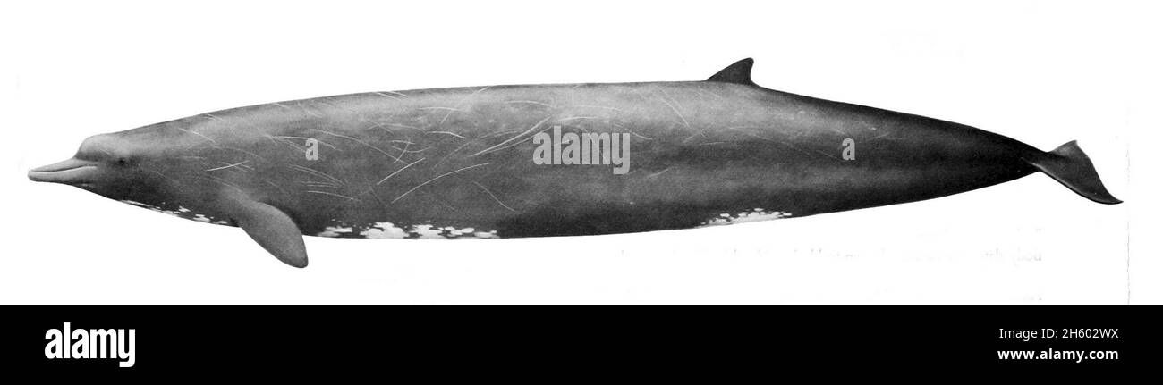 Baird's beaked whale hi-res stock photography and images - Alamy