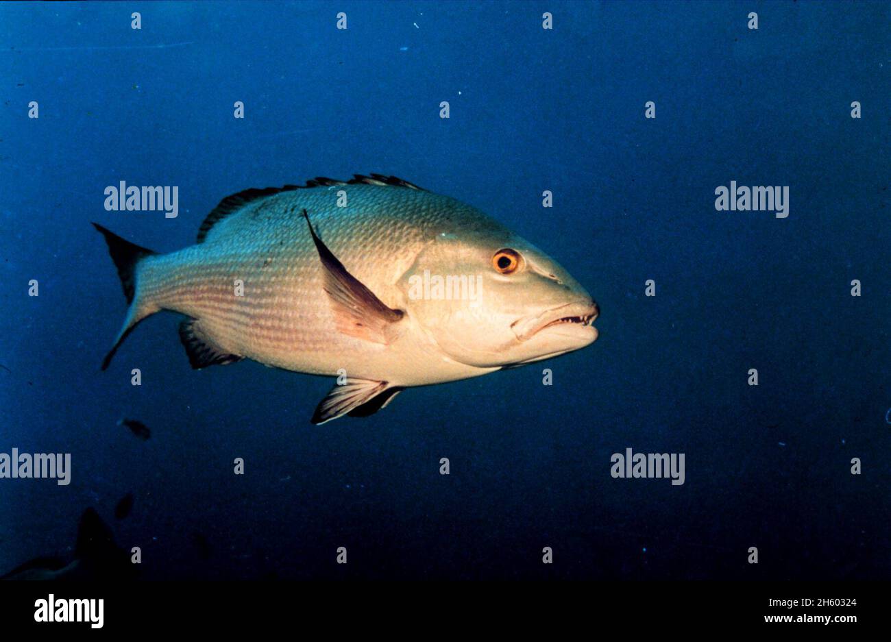 Two spot snapper lutjanus hi-res stock photography and images - Alamy