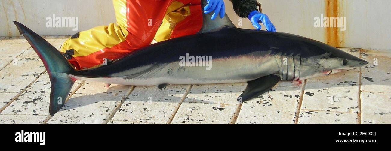 Shortfin mako shark hi-res stock photography and images - Alamy