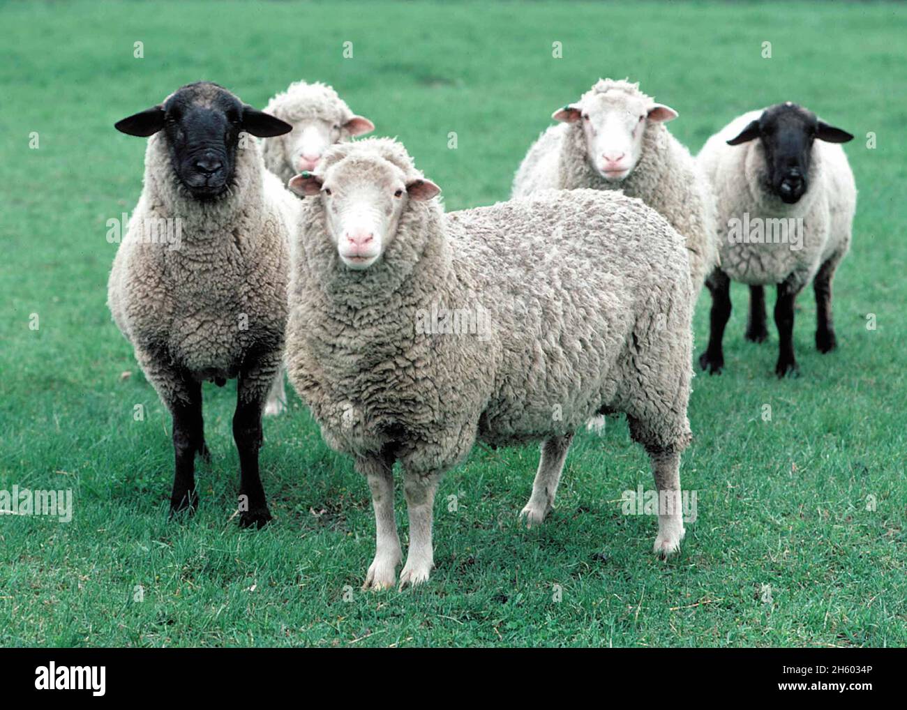 Five sheep standing in a field, facing the camera Stock Photo - Alamy