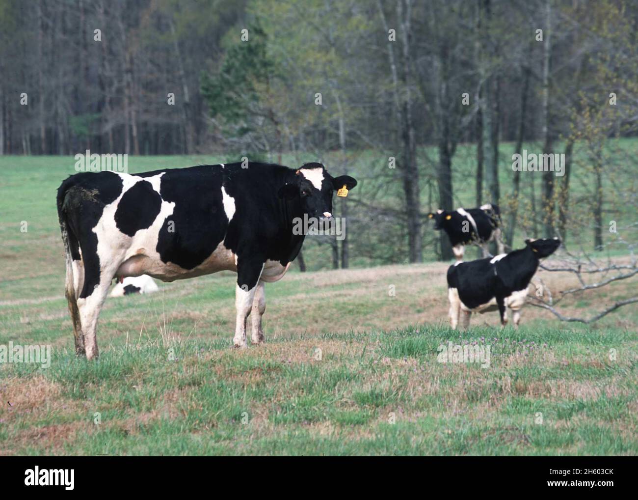 Holstien cows hi-res stock photography and images - Alamy