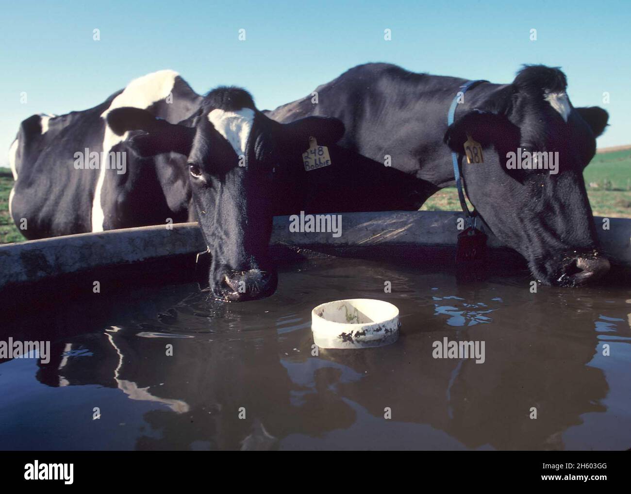 Cows drinking from a water trough ca. 2011 or earlier Stock Photo - Alamy