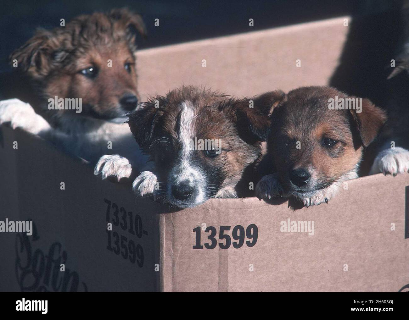 Cardboard box of puppies hi-res stock photography and images - Alamy