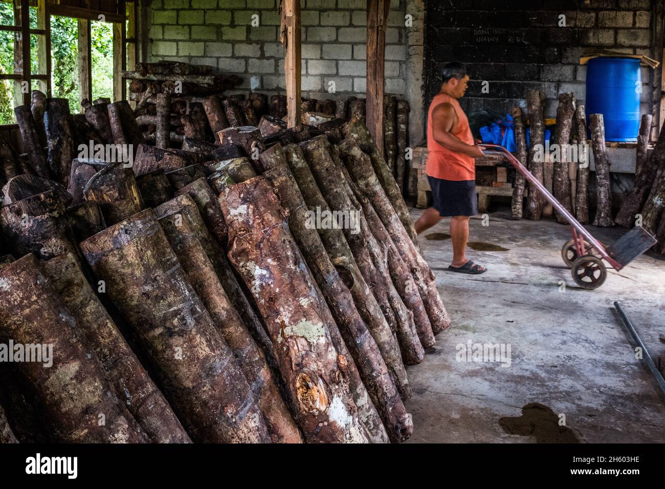 Growing shitaki mushrooms hi-res stock photography and images - Alamy