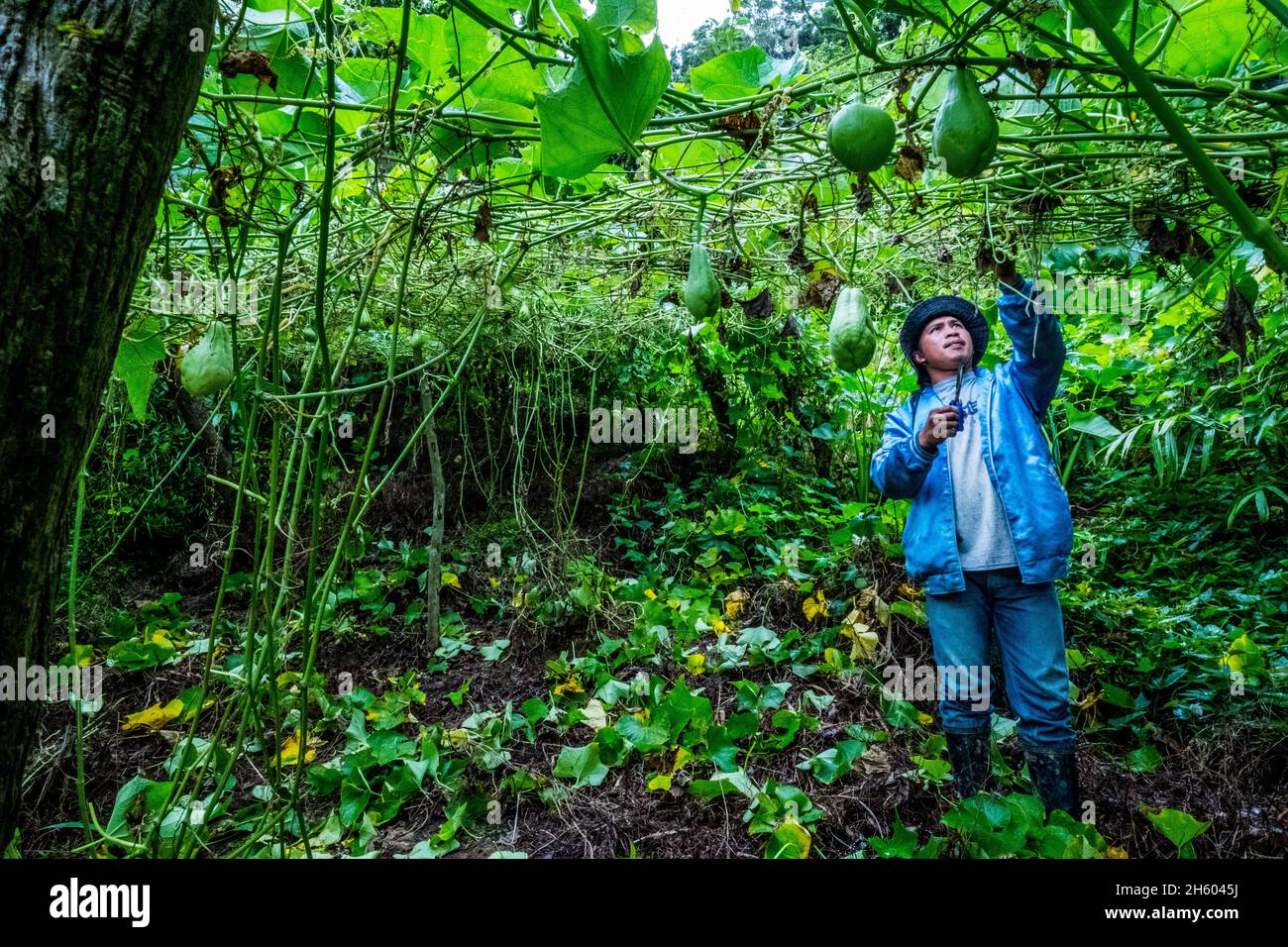 July 2017. Sayote, locally known as "Green Gold", is an increasingly ...
