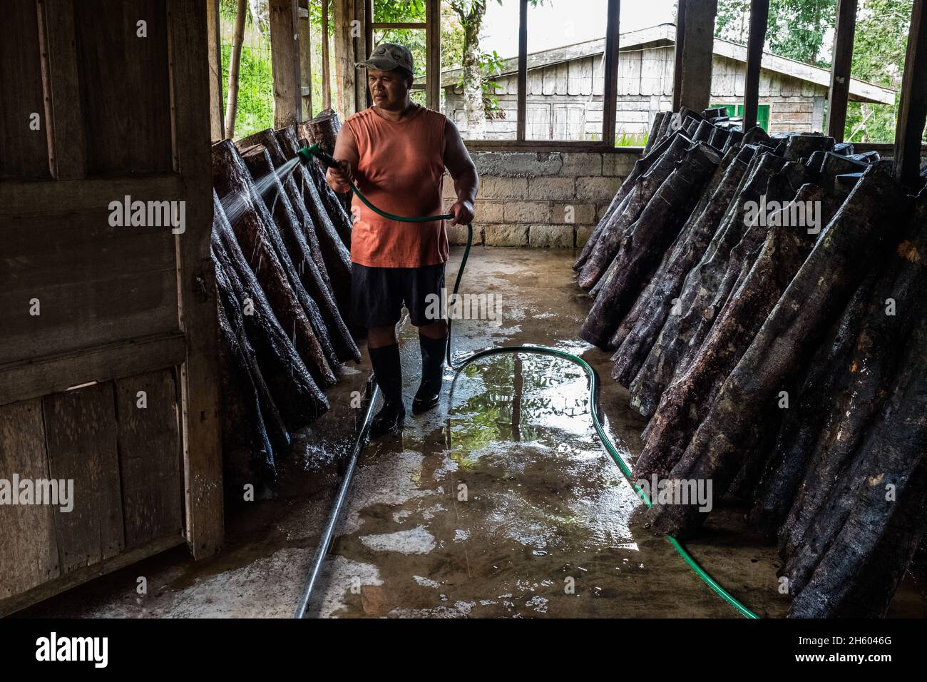 Growing shitaki mushrooms hi-res stock photography and images - Alamy