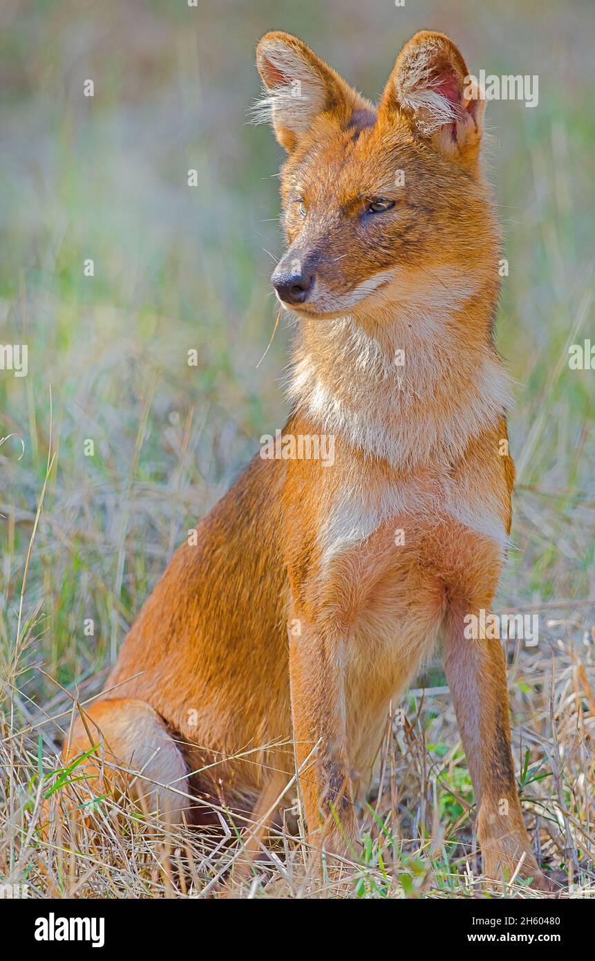 Asiatic wild-dog/Dhole (Cuon alpinus) from central Indian forest Stock ...