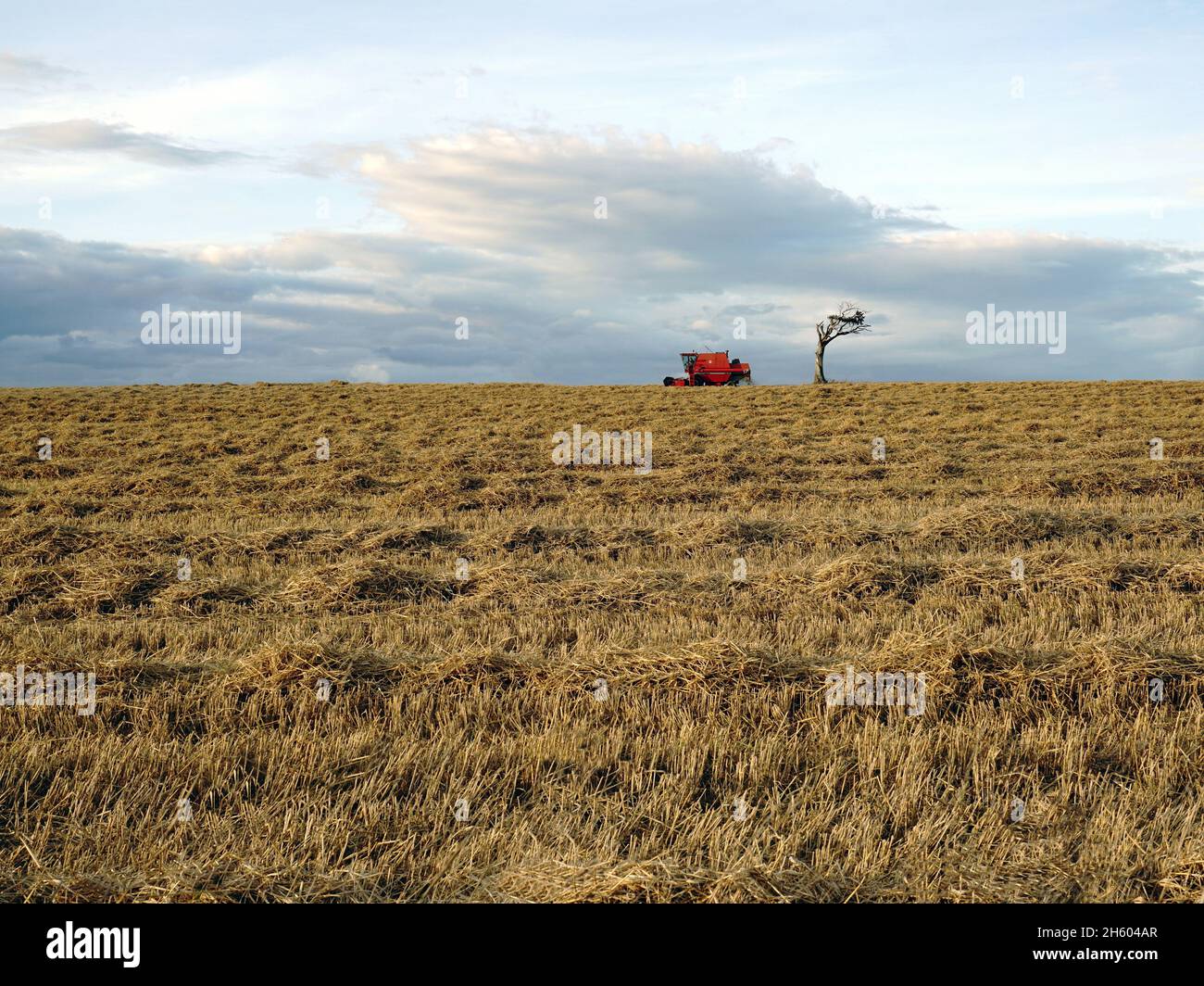 Late September wheat harvest due to bad weather conditions during the ...