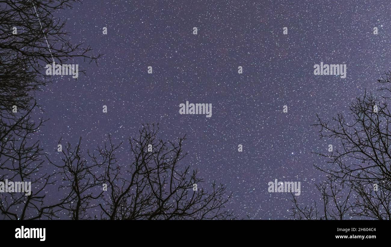 Night Sky Stars Above Oak Trees Branches In Early Spring. Natural ...