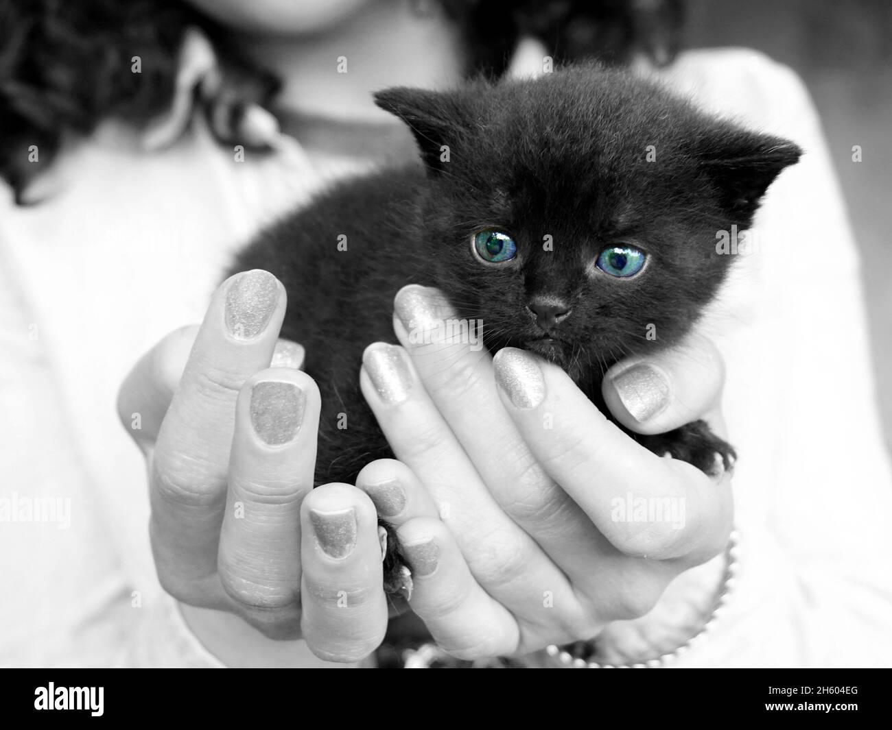An adorable blue-eyed kitten on girls hands Stock Photo - Alamy