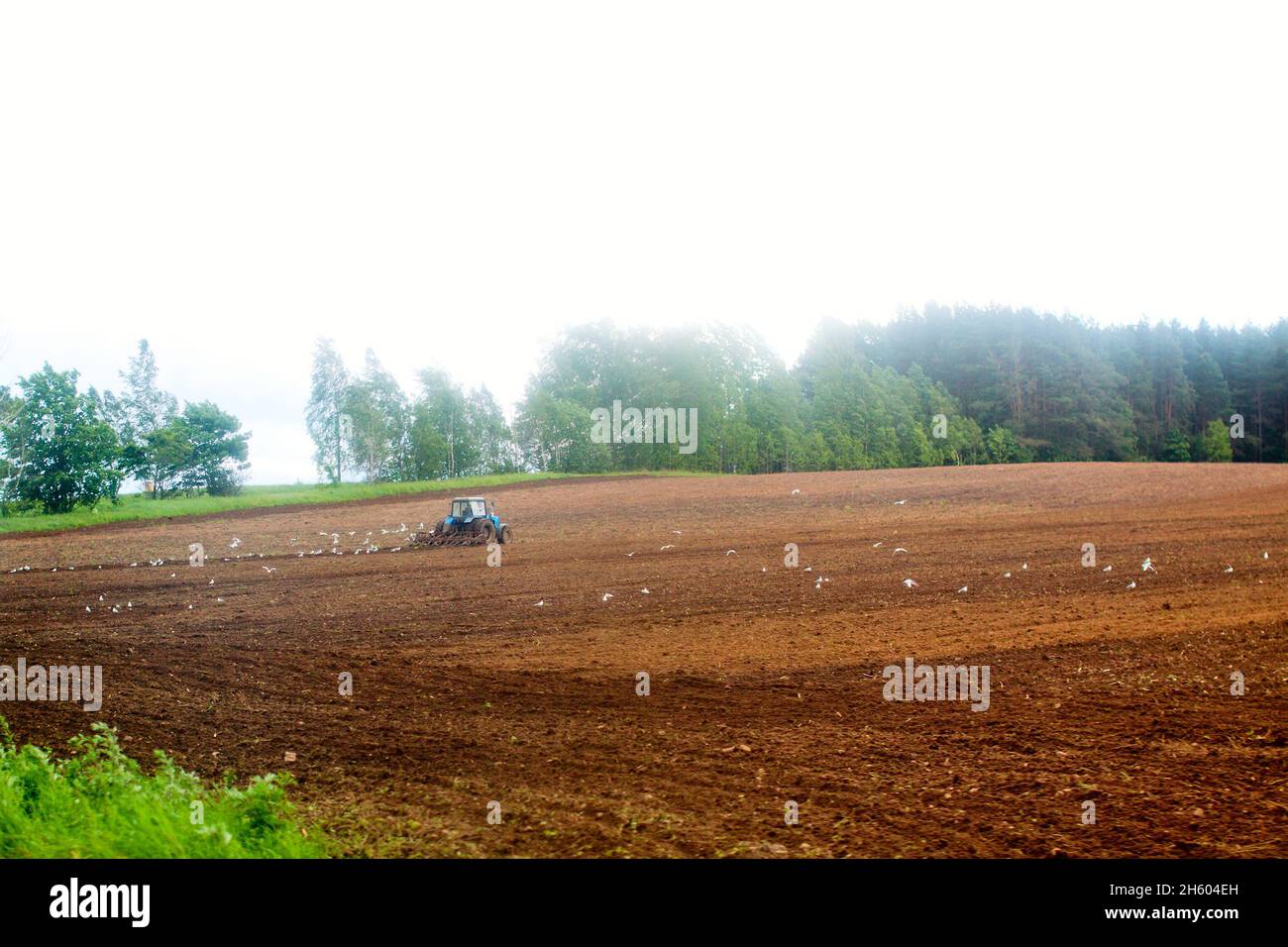 Tractor harrow at the field. Birds flying around Stock Photo - Alamy