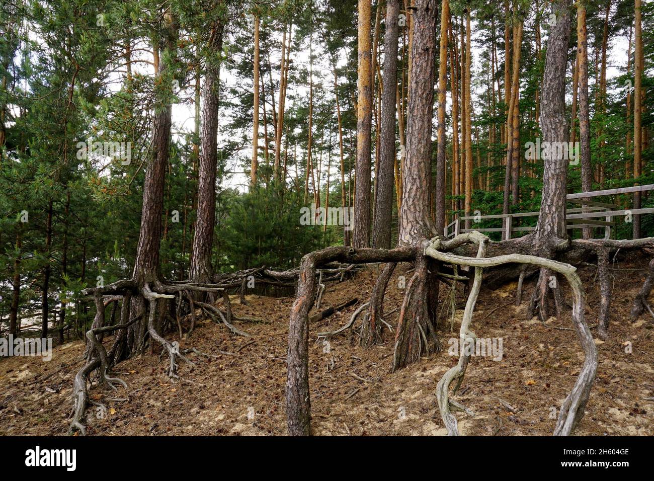 Exposed tree root system hi-res stock photography and images - Alamy