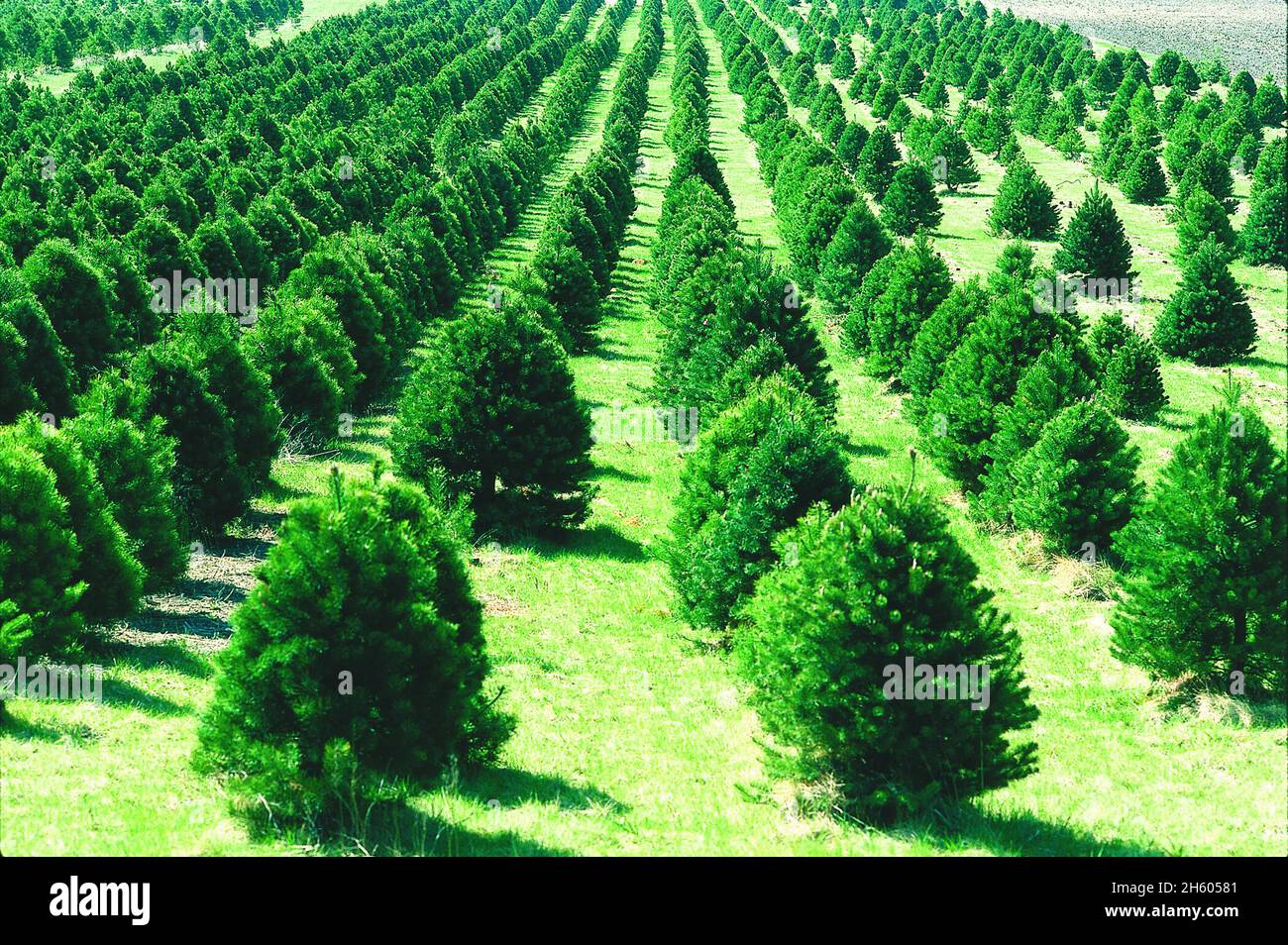 2000s christmas tree farm hi-res stock photography and images - Alamy