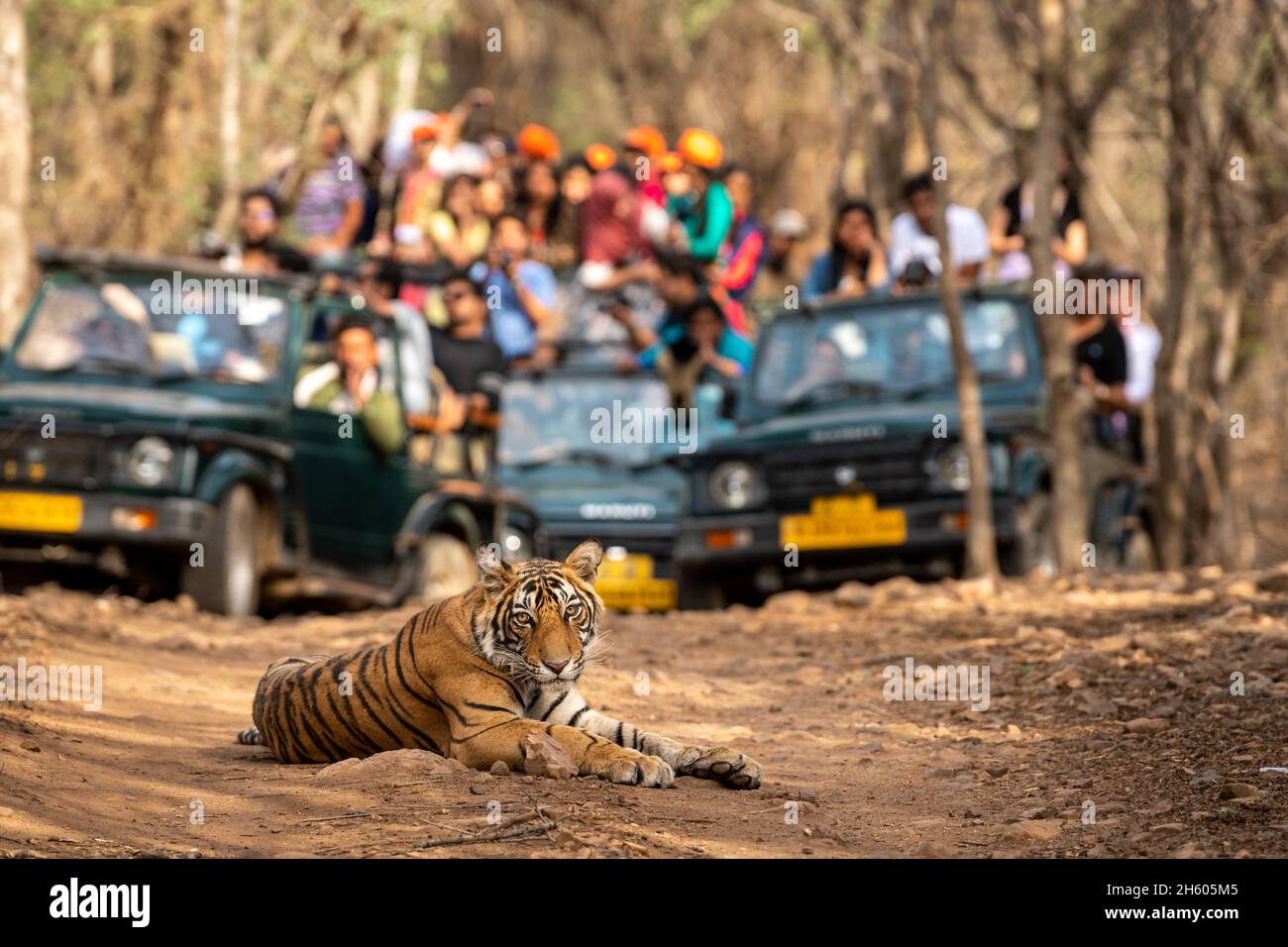 Showstopper wild indian male tiger o road with roadblock head on and ...