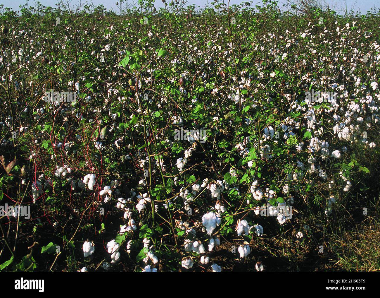 Farming mississippi delta hi-res stock photography and images - Alamy