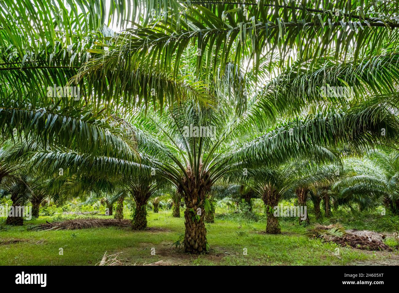 July 2017. Palm oil plantation. Aborlan, Barangay Sagpangan, Palawan ...