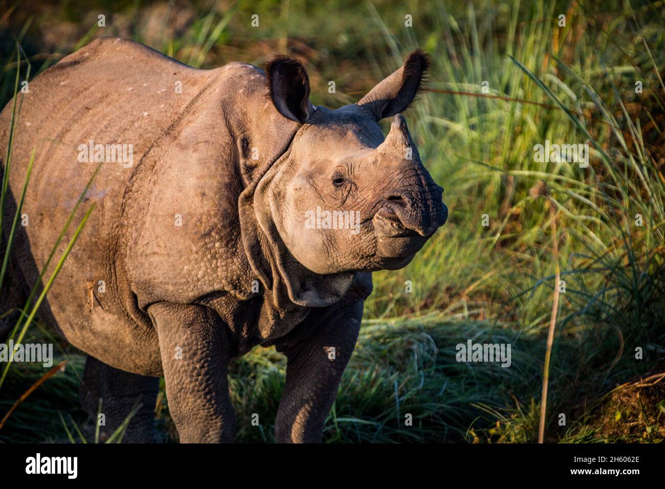 November 2017. Greater One-horned Rhinoceros (Rhinoceros unicornis ...