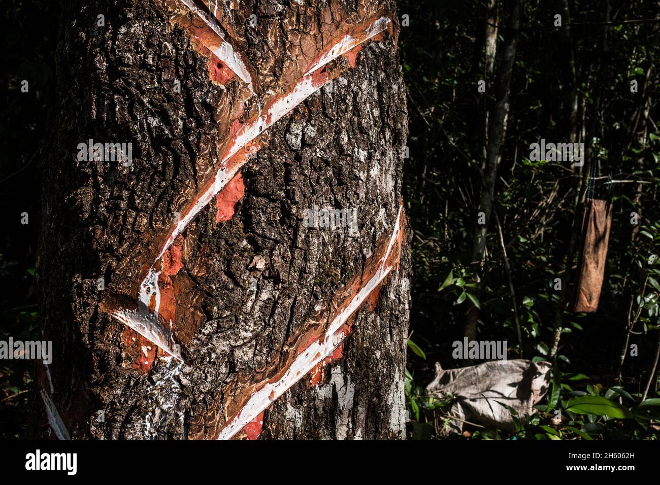 December 2017. Cuts on a wild gum tree with raw chicle (gum) that runs ...