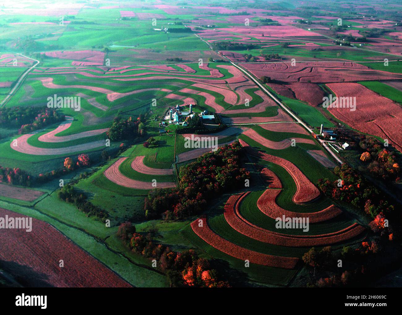 Contour stripcropping, alternating bands of corn and alfalfa in a field ...