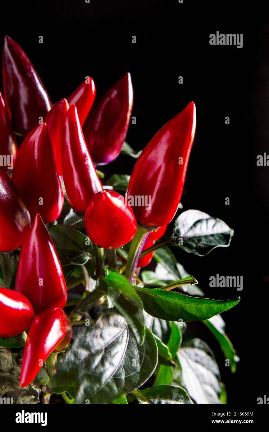 Calabrian chili pepper hi-res stock photography and images - Alamy