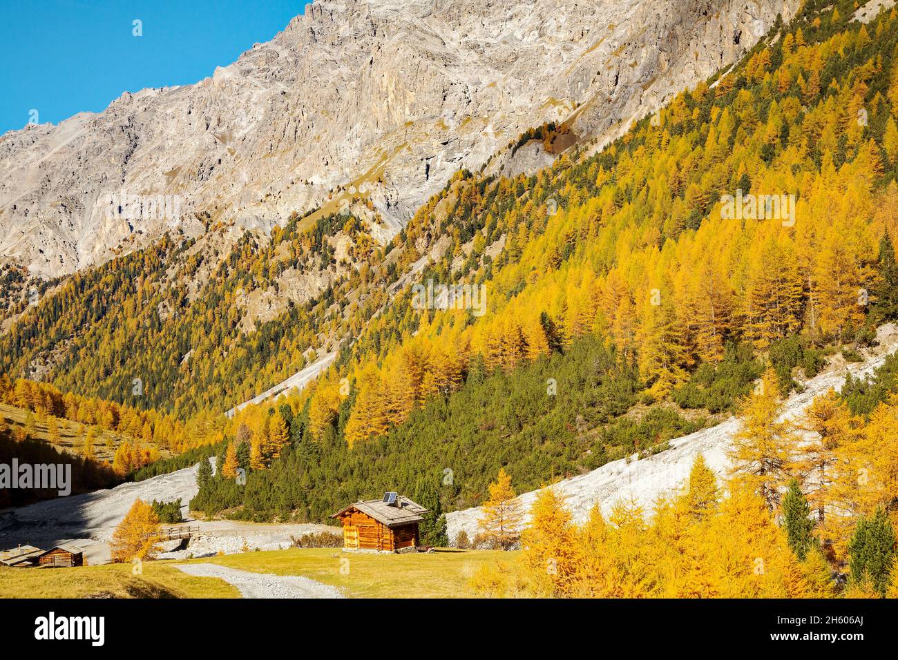 Val zebru hi-res stock photography and images - Alamy