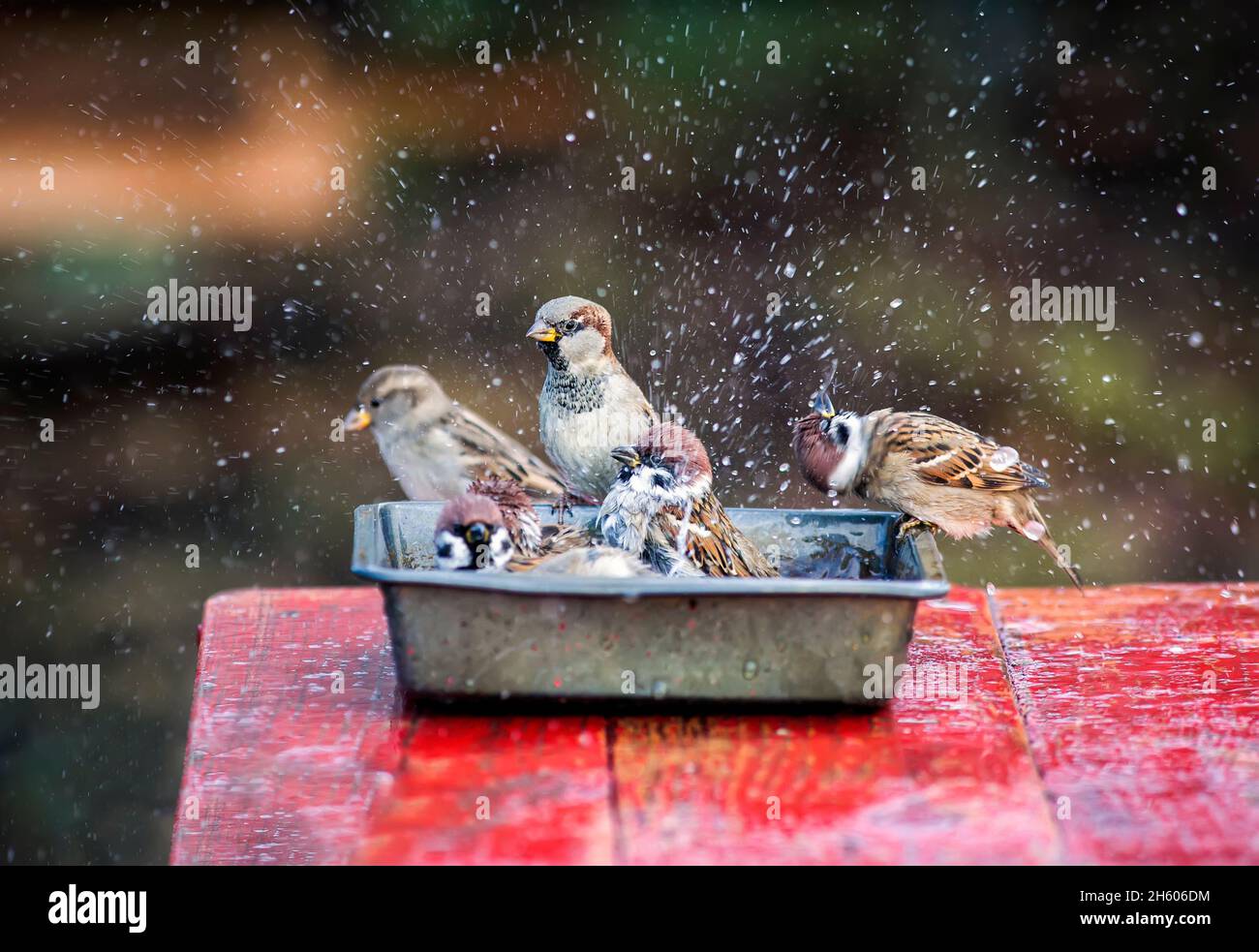 flock of sparrow birds take a bath and splash into the water in the ...