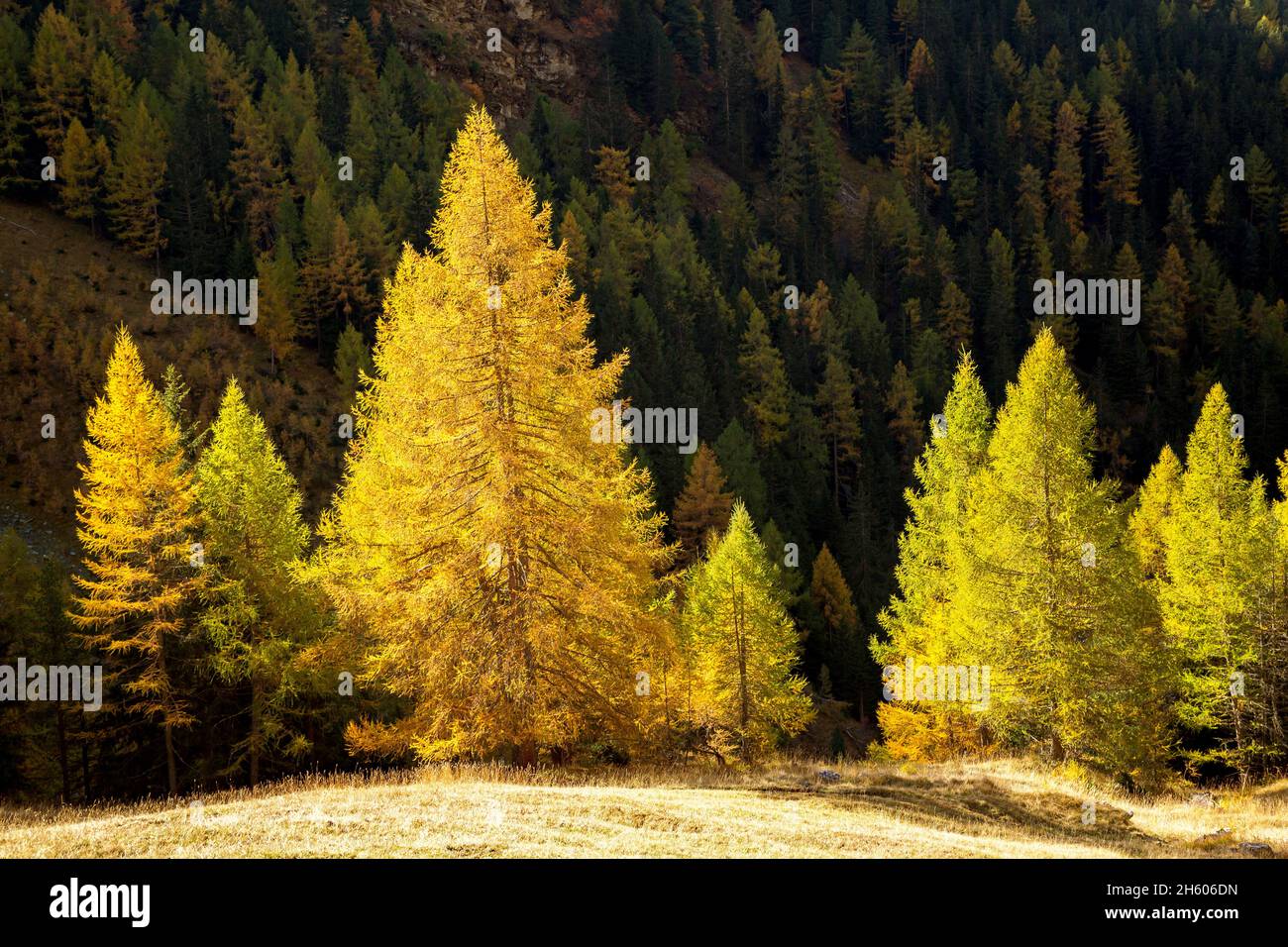 Larch trees in autumn foliage hi-res stock photography and images - Alamy