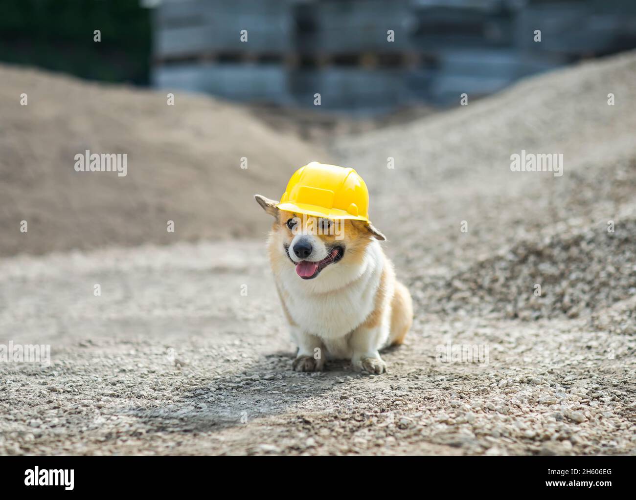 cute corgi puppy in a yellow construction helmet sits on a pile of ...