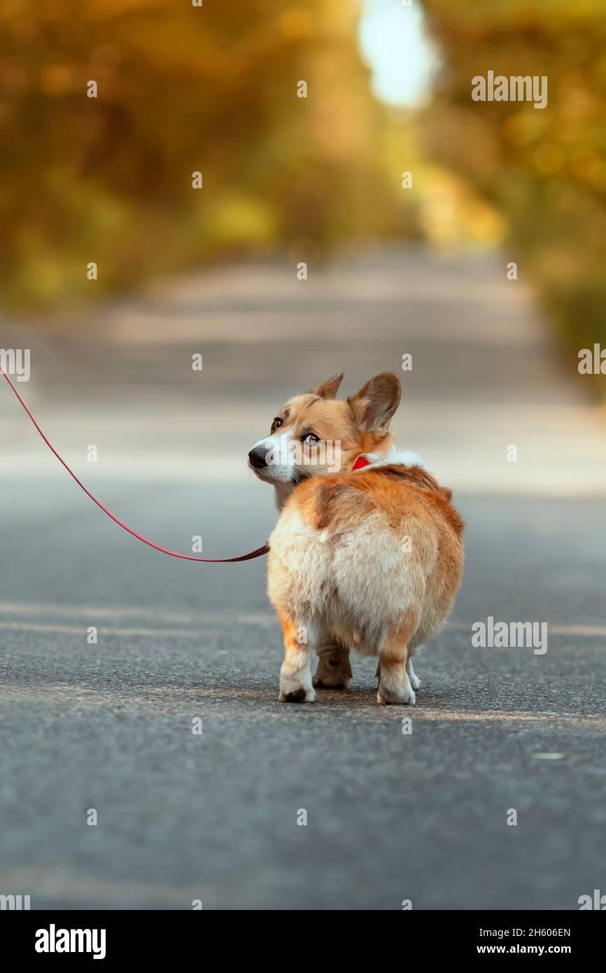 City Corgi High Resolution Stock Photography and Images - Alamy