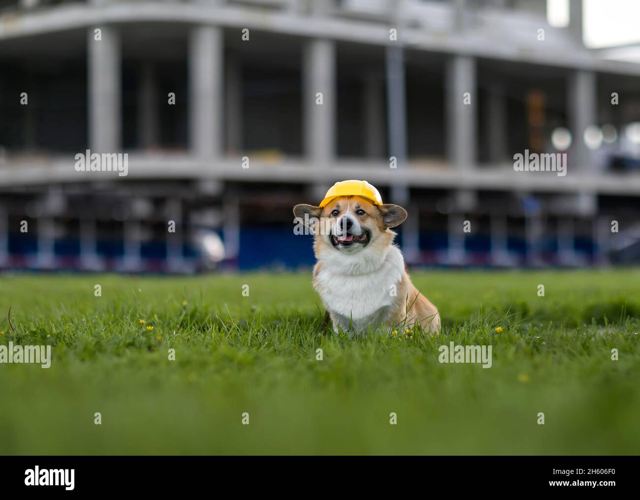 cute corgi puppy in a yellow helmet sits next to a city construction ...