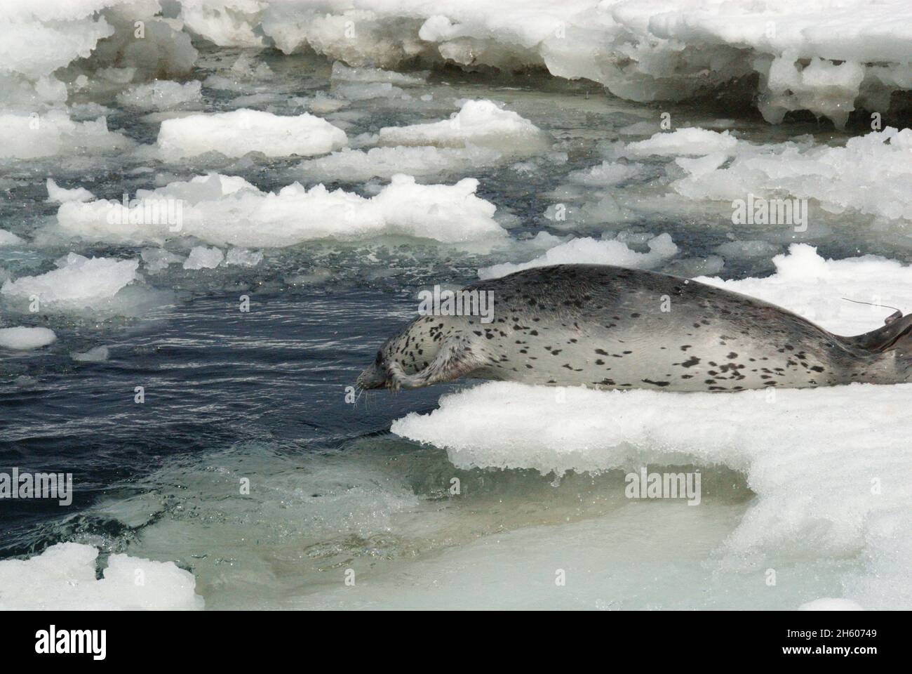 Spotted Seal Phoca largha Stock Photo - Alamy