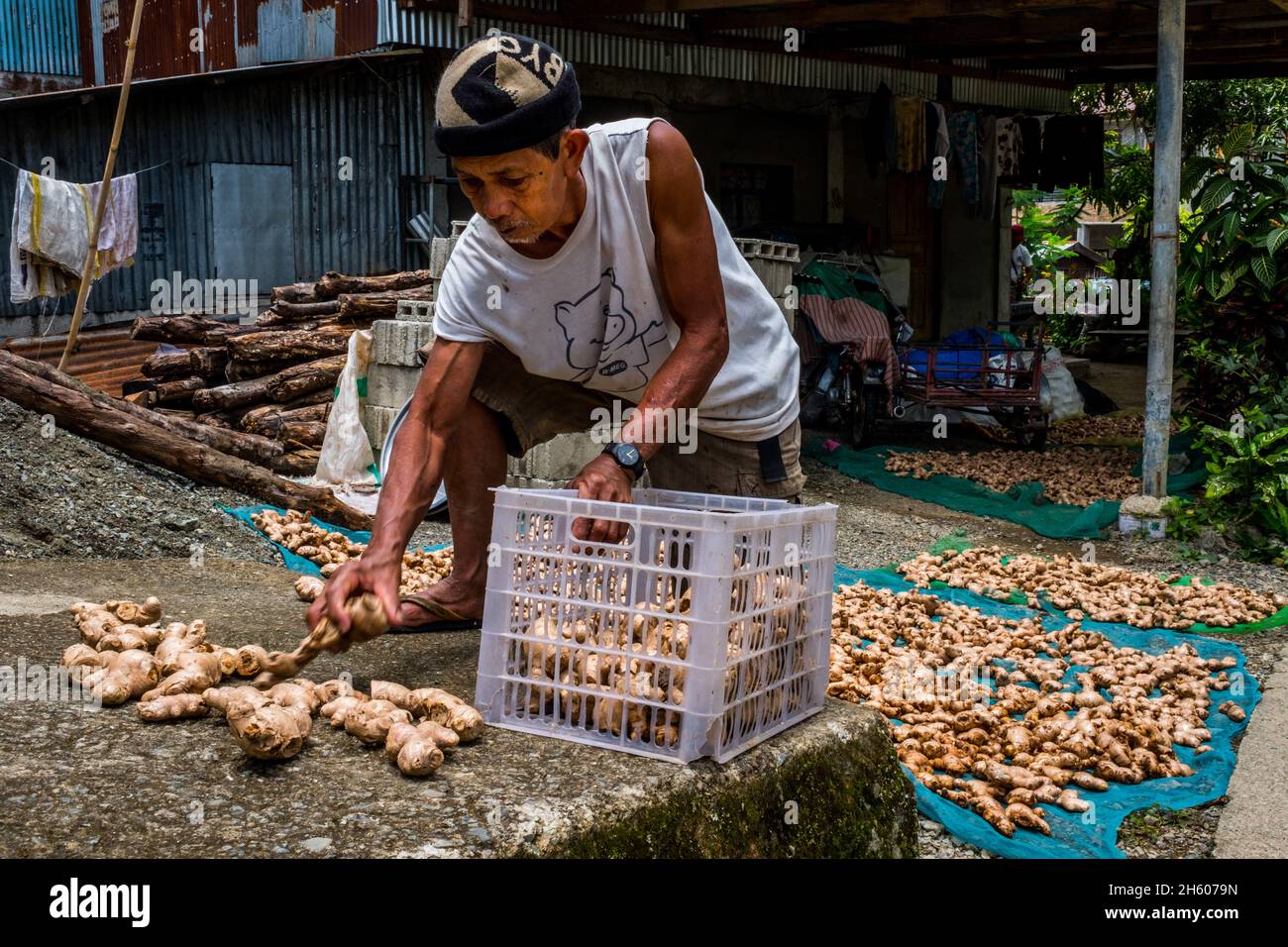 July 2017. Ginger, here drying in the street, is a common local cash ...