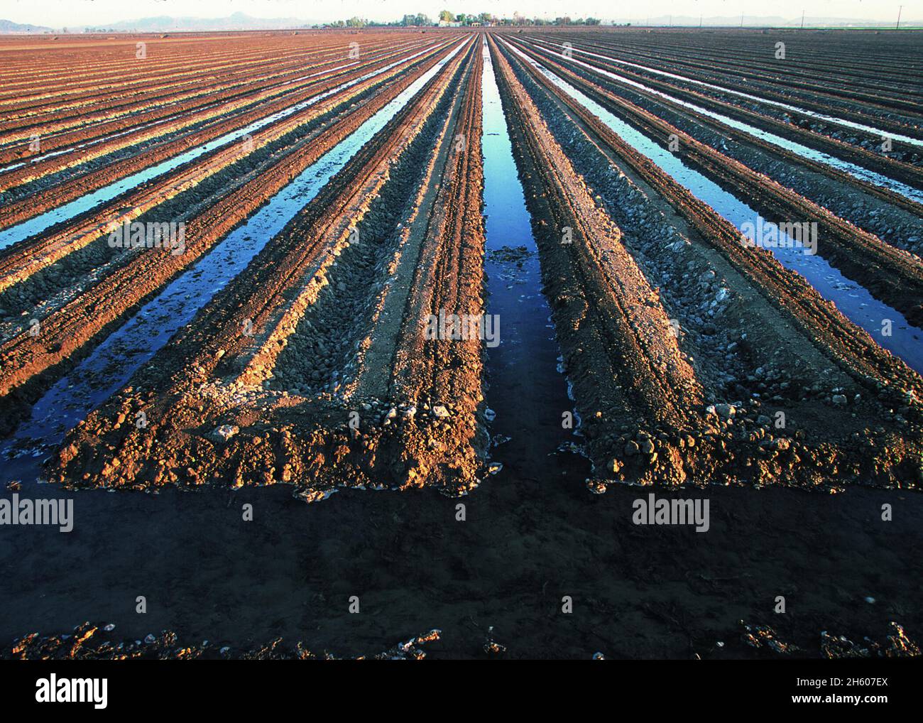 Level furrow irrigation on row crops. Yuma, Az ca. 2011 or earlier ...