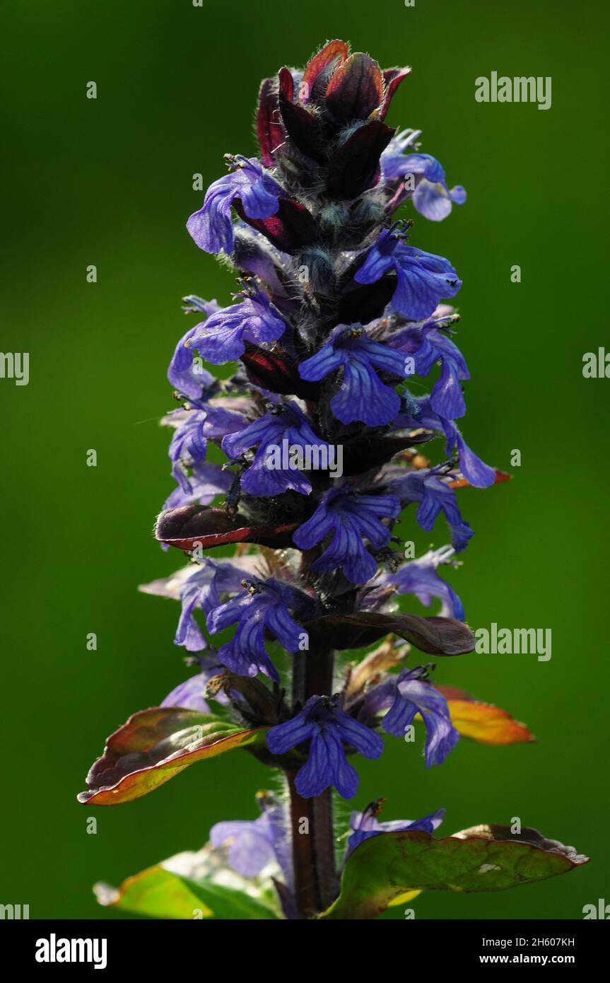 close-up portrait of single wild bugle flower Stock Photo - Alamy