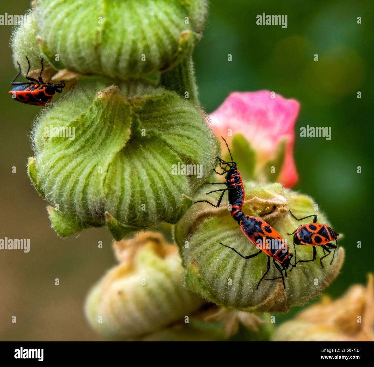 Fire beetles hi-res stock photography and images - Alamy