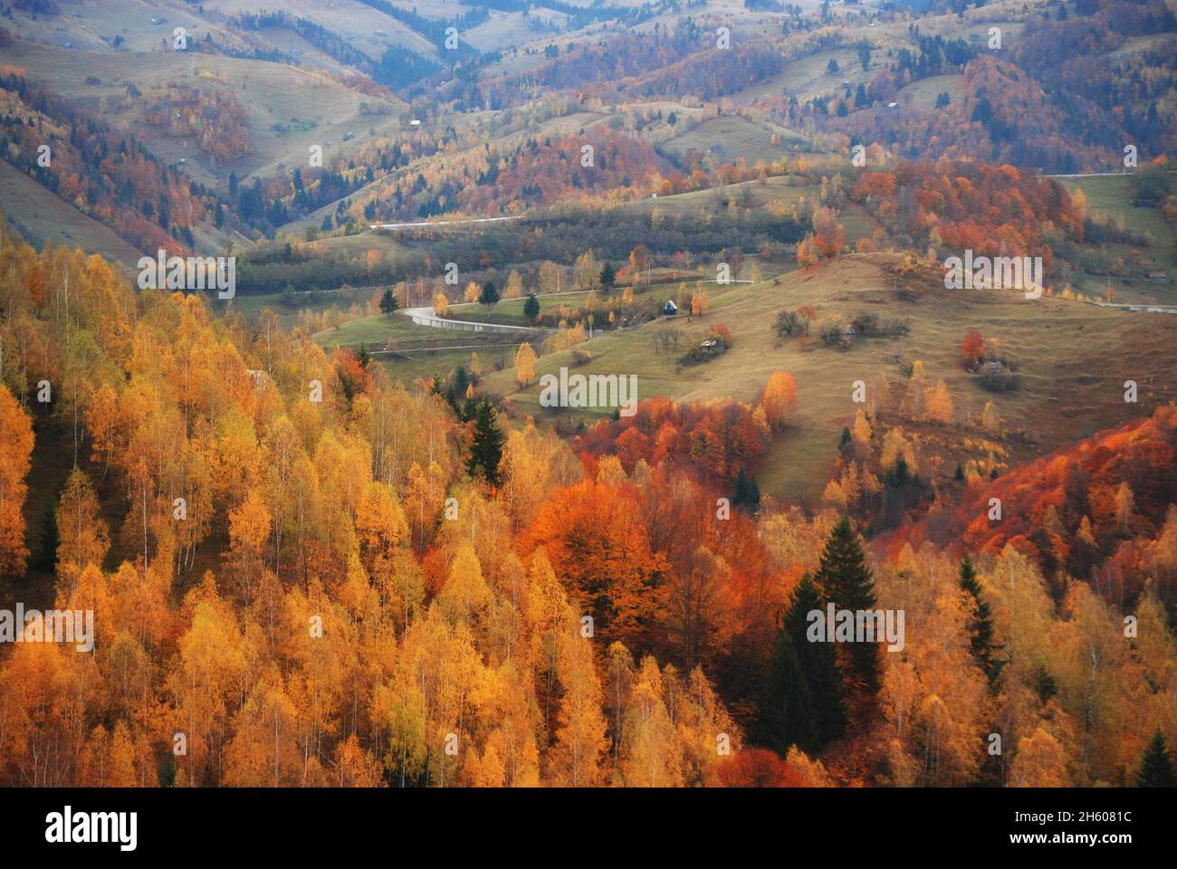 autumn, trees, woods, colors, outside, outdoor, beautiful, romania ...