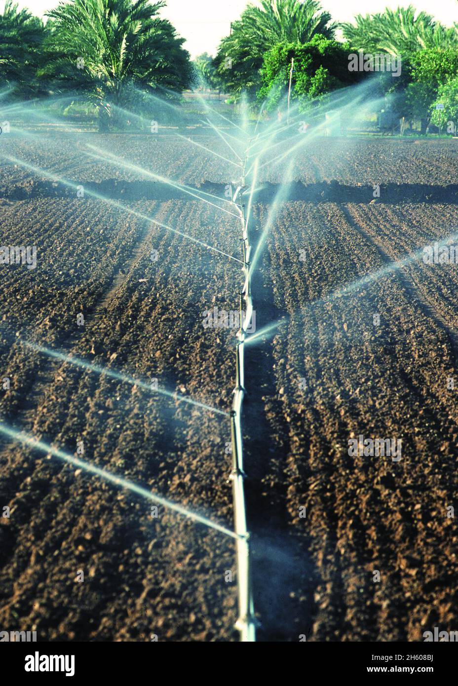 Handline sprinker irrigation germinating crops in Yuma, AZ ca. 2011 or ...