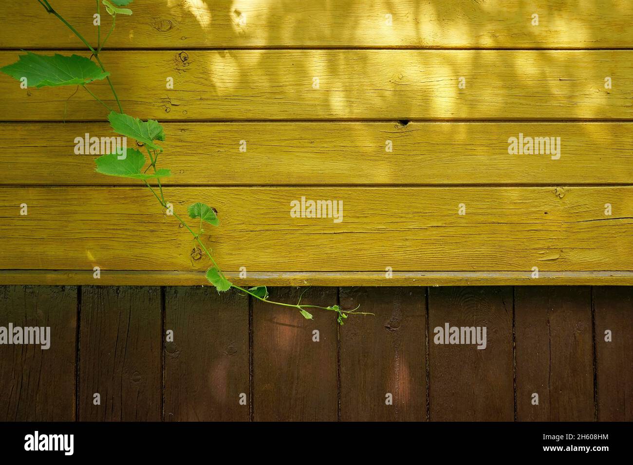 Old wooden wall background with single grapevine and sunlight Stock ...