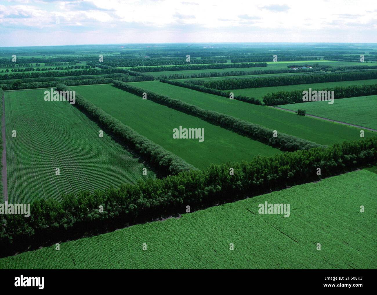 Field windbreaks in North Dakota protect the soil against wind erosion ...